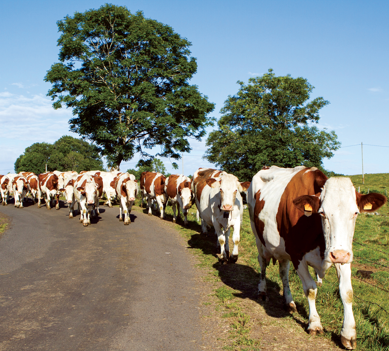 Cattle Working Systems: How to Handle Cattle – Mother Earth News